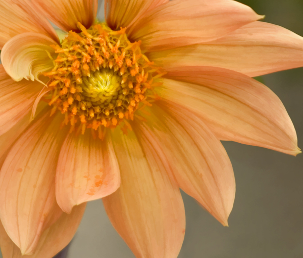 Sharon Foster - Official Website